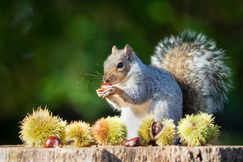 Grey Squirrel Eating Sweet Chestnut Fruit on a Tree Stump in Autumn ...