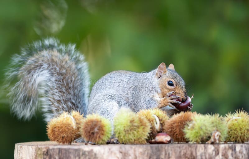 Squirrel eating on tree stock photo. Image of outdoors - 18945844