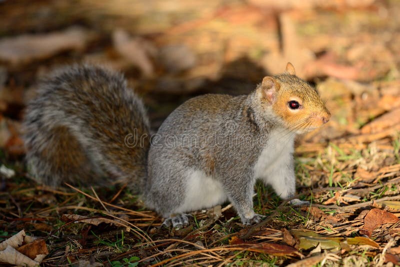 Grey squirrel standing up stock photo. Image of green - 104429828
