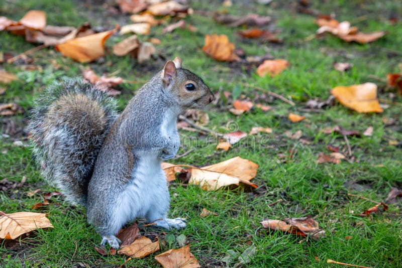 A Grey Squirrel in Fall stock photo. Image of beauty - 201264762