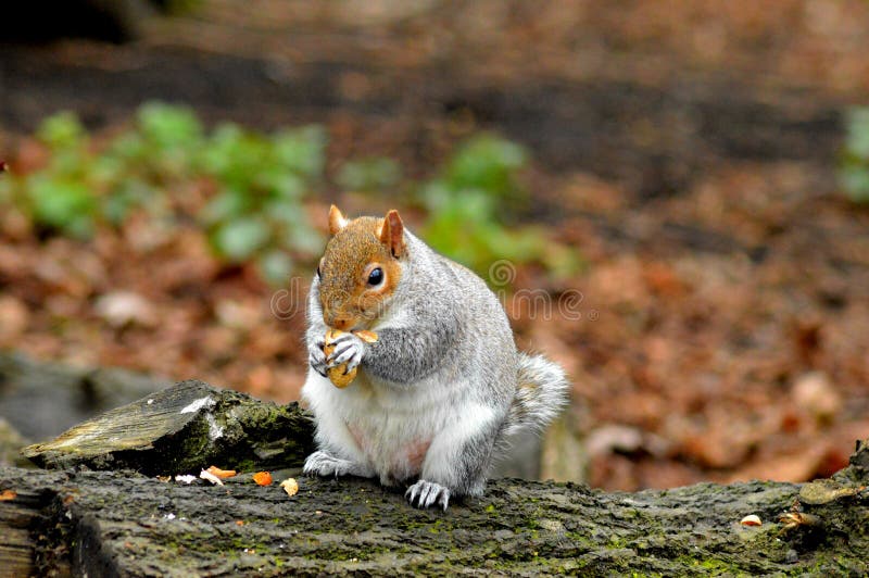 Grey squirrel stock photo. Image of peanut, wood, little - 67155408