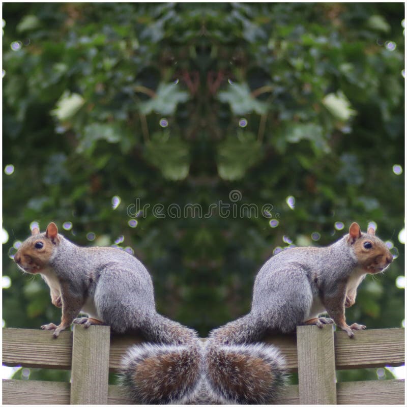 Grey Squirrel on a Fence Mirror Image Stock Photo - Image of rodent ...