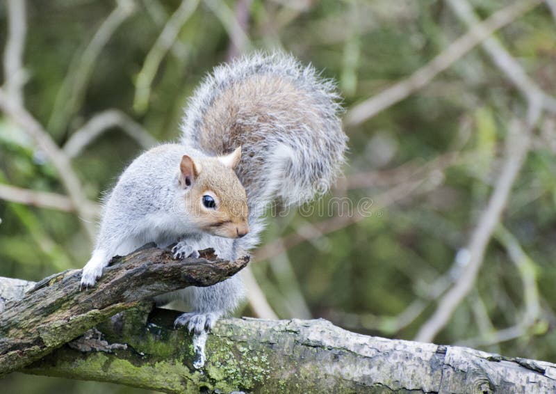 Grey Squirrel Foraging foto de archivo. Imagen de salto - 85293878