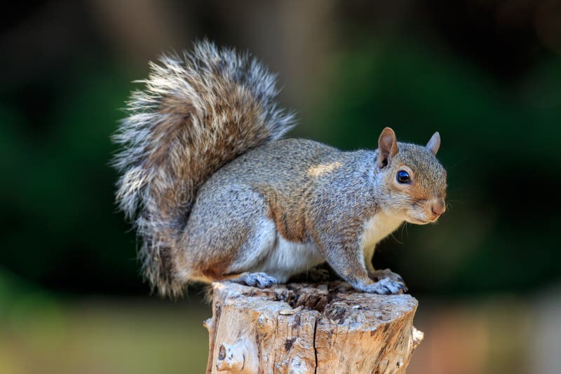 A Grey Squirrel Foraging on a Fence Post Stock Photo - Image of ...