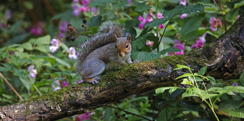 Grey Squirrel Foraging in the Woods Stock Image - Image of wetland ...