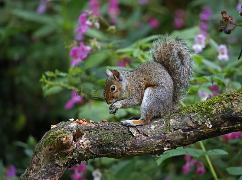 Grey Squirrel Foraging in the Woods Stock Image - Image of tern ...