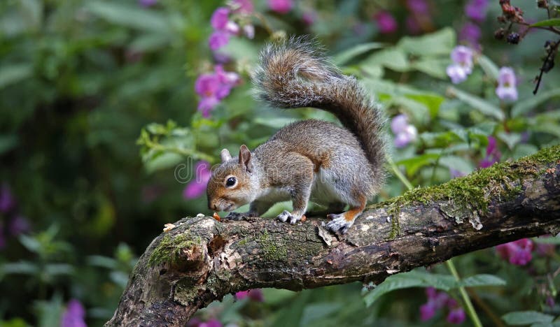 Grey Squirrel Foraging in the Woods Stock Image - Image of dipper ...