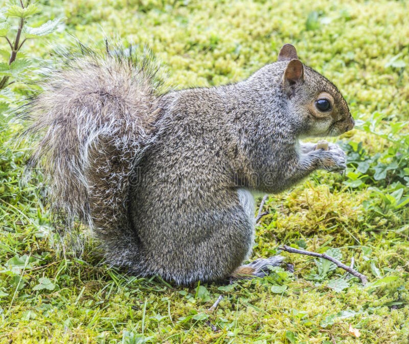 Grey Squirrel stock photo. Image of wild, forestfarm - 71821598