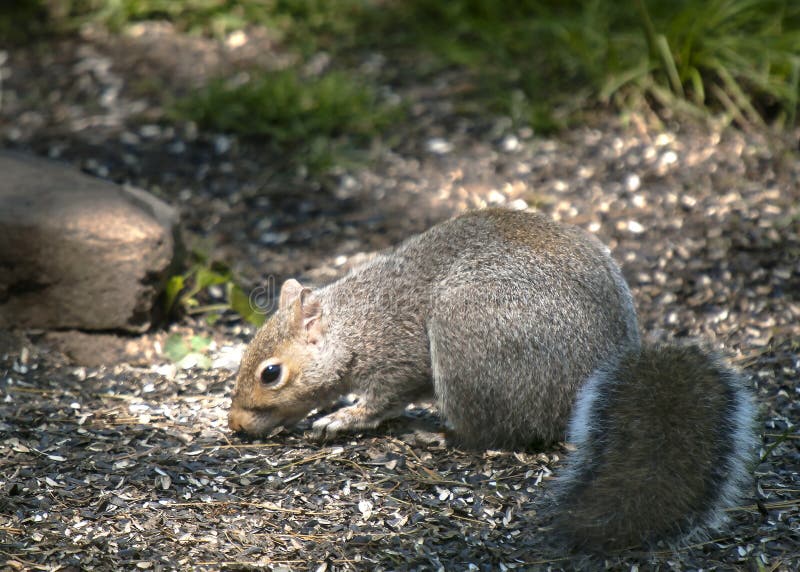 Grey Squirrel on Ground stock photo. Image of outdoors - 90434362