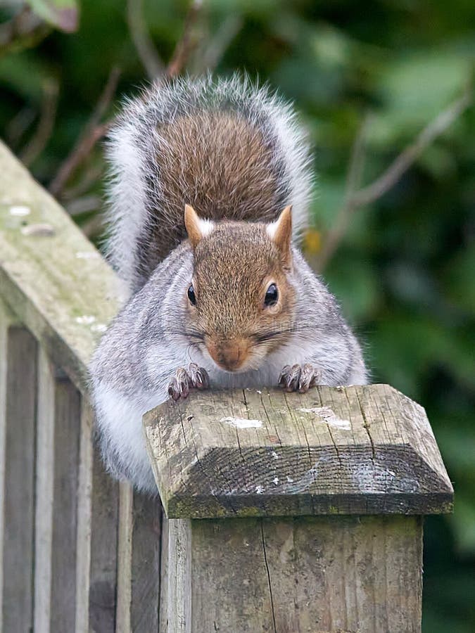 Squirrel Hiding Behind a Wooden Fence Post Stock Photo - Image of ...