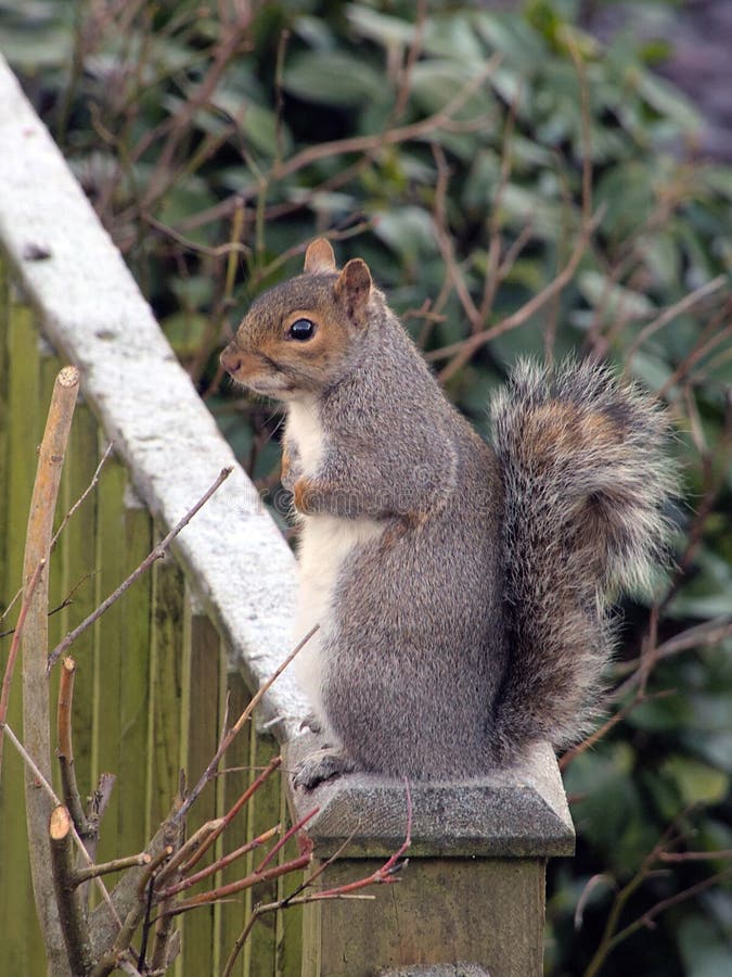 Squirrel Standing Alert on a Wooden Fence Post Stock Image - Image of ...