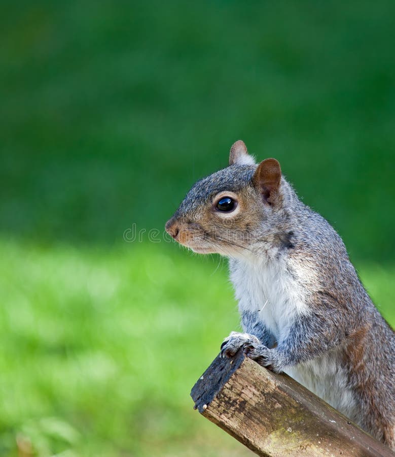 Grey Squirrel head shot stock image. Image of garden - 20232283