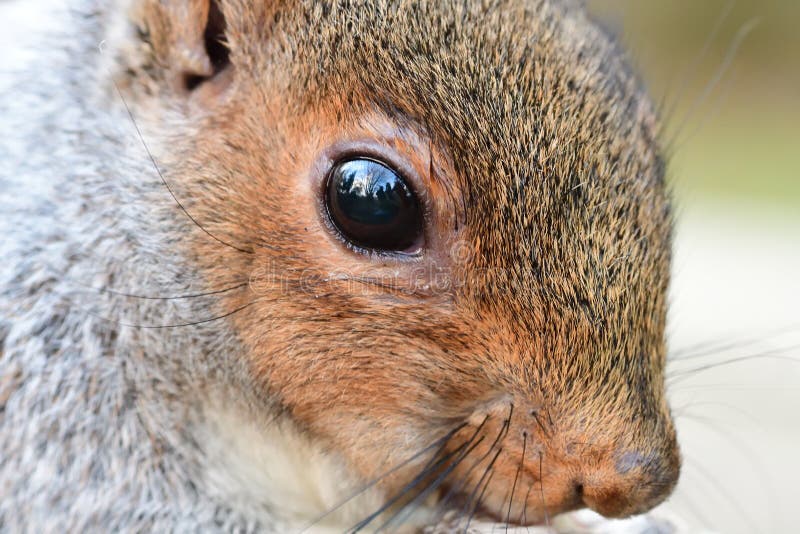 Squirrel in head wind stock photo. Image of paint, nature - 24373408
