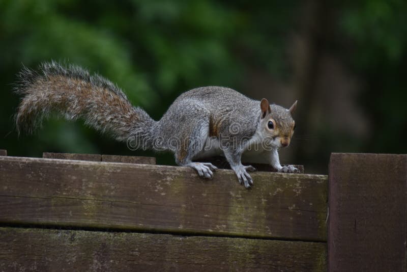 Grey Squirrel stock photo. Image of young, closeup, scotland - 93443962