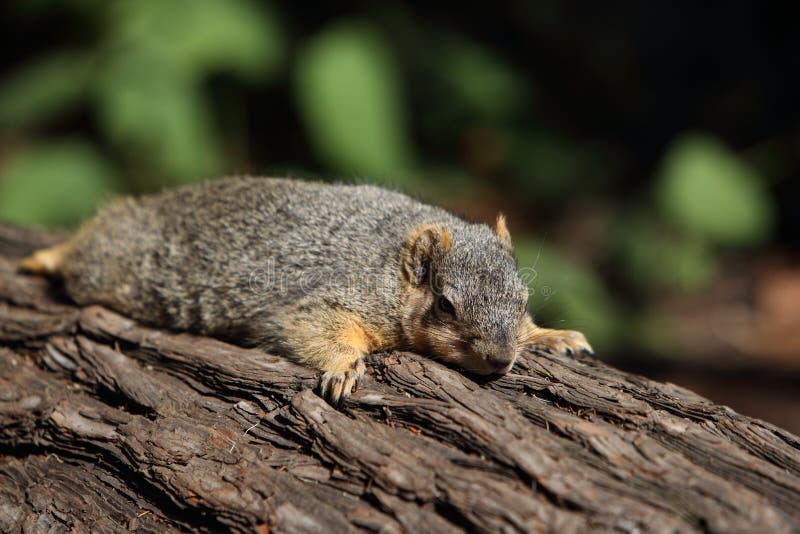 Grey squirrel on a log stock image. Image of grey, natural - 31713121