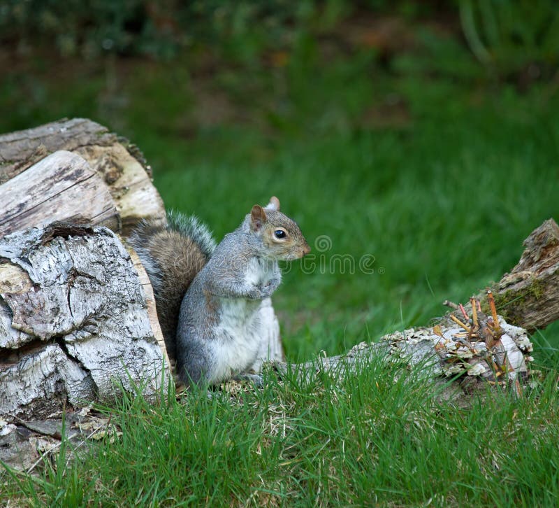 Grey Squirrel on logs stock photo. Image of white, animal - 19088312