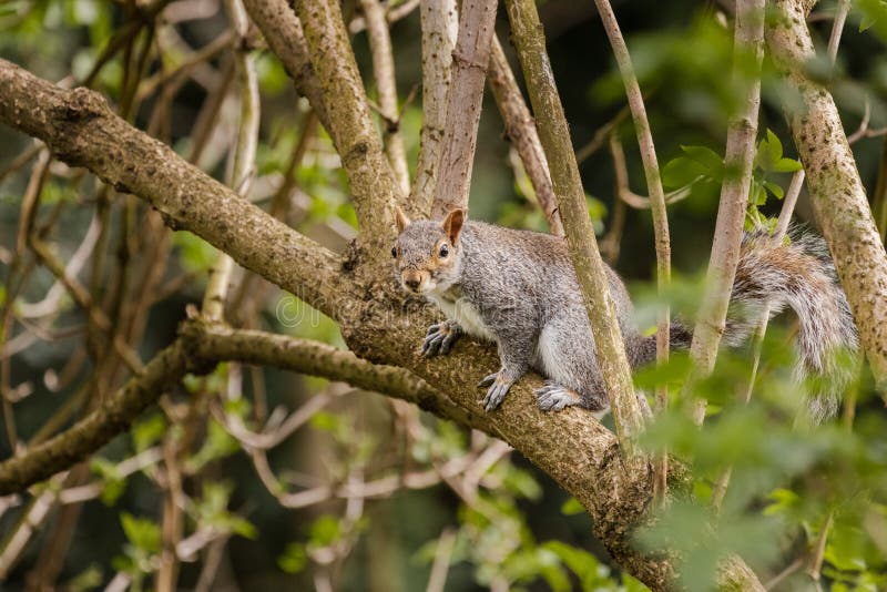 Grey Squirrel Looking Down from the Tree in the Forest Stock Image ...