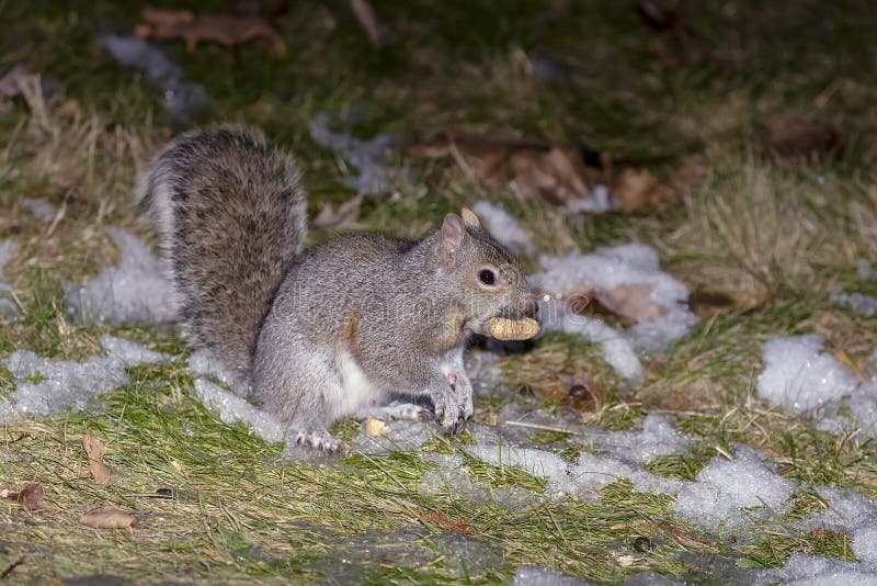 Squirrel Native To the Tropical Forest Stock Photo - Image of funny ...
