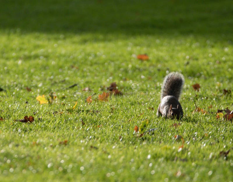 Squirrel Playing stock image. Image of park, friendly - 20025947