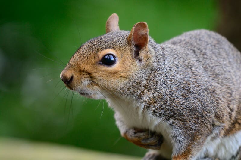 Grey squirrel portrait stock photo. Image of nature, portrait - 94533398