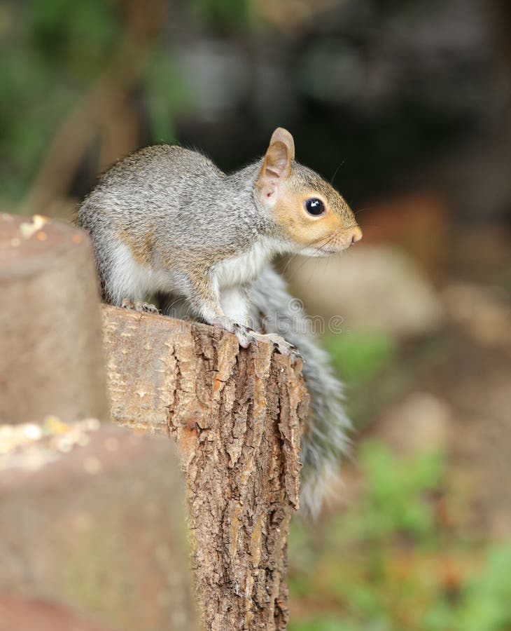 Grey Squirrel stock image. Image of wildlife, white, nature - 61810393