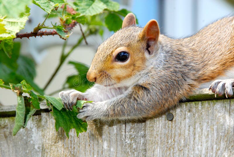 Grey squirrel stock image. Image of 200mm, wildlife, rodent - 4987791