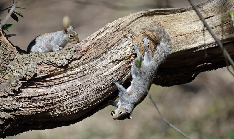 Grey Squirrel Relaxing in the Woods Stock Photo - Image of sunshine ...