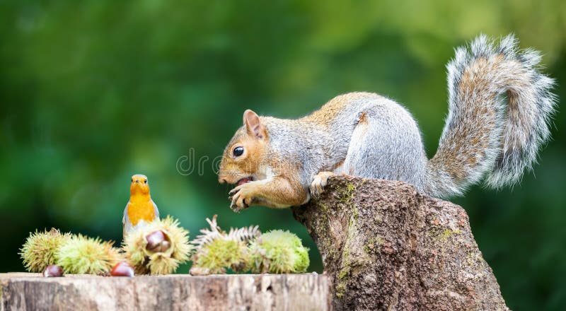 Grey Squirrel and Robin Sharing a Woodland Feast Stock Image - Image of ...