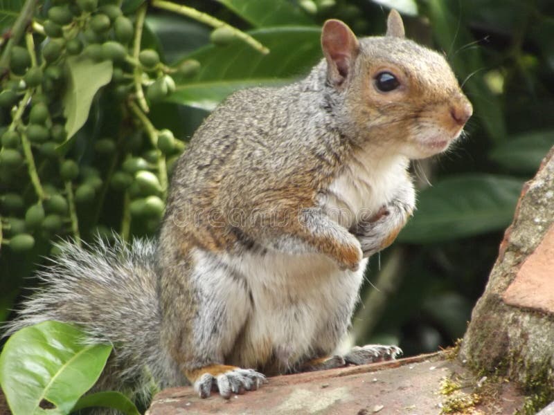 Ready To Pounce stock photo. Image of pounce, grey, fluffy - 152851602