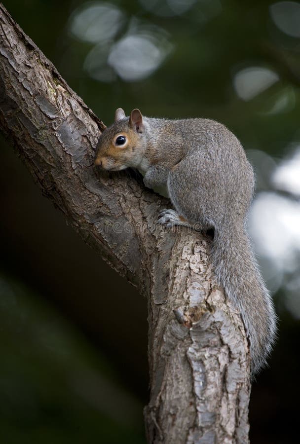 Grey Squirrel on Tree Stump Stock Image - Image of introduced, mammal ...