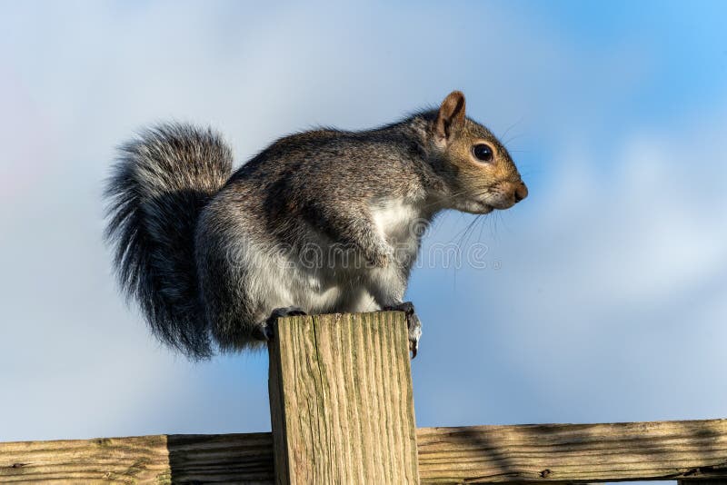 Grey Squirrel (Sciurus Carolinensis Stock Photo - Image of england ...