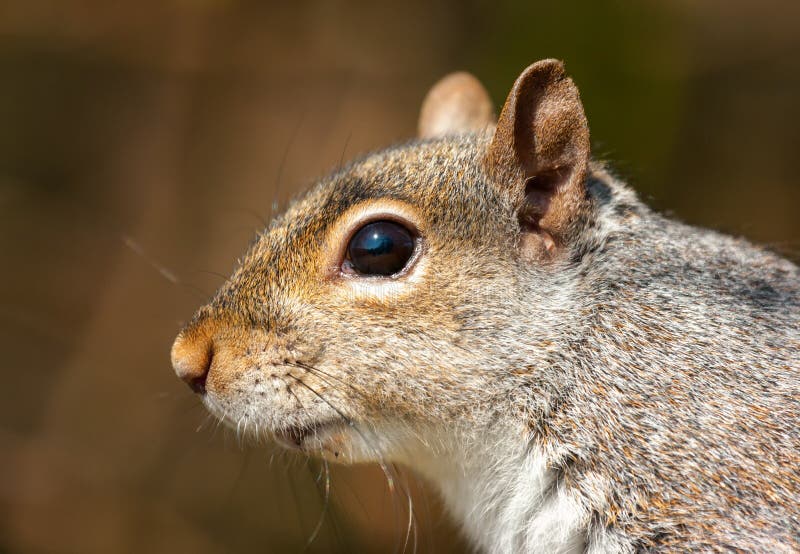 Grey Squirrel Side Profile Portrait Stock Image - Image of nuts, nature ...