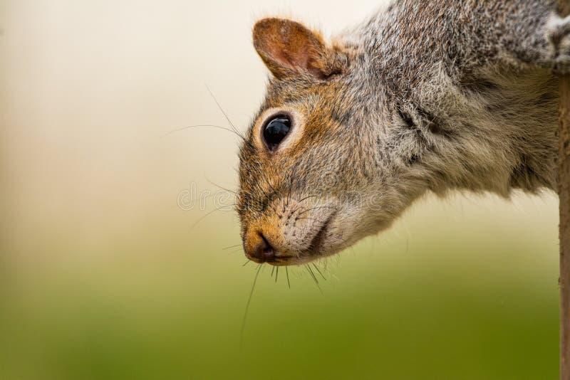 Grey Squirrel Head in Profile Stock Image - Image of birds, gray: 176482979