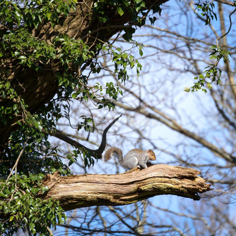 Grey Squirrel Sciurus Carolinensis Looking for Grubs and Insects Stock ...