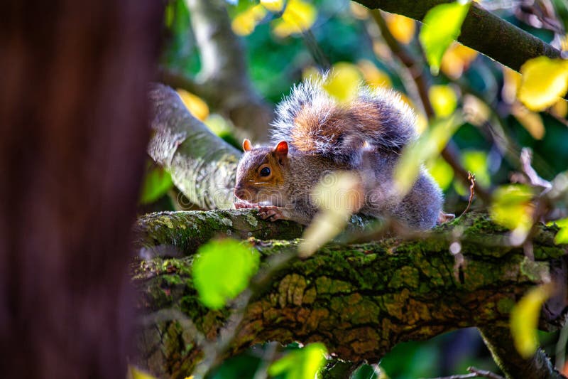 Grey Squirrel (Sciurus Carolinensis) in National Botanic Gardens ...