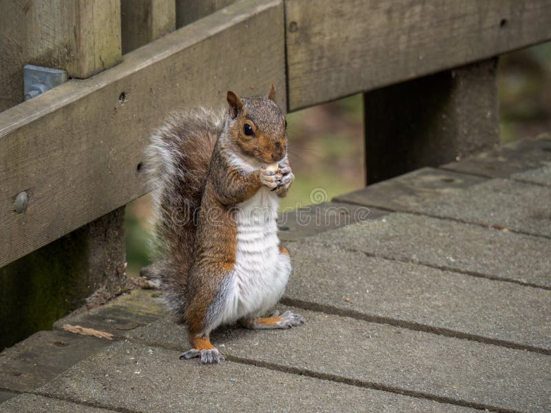 Grey Squirrel, Sciurus Carolinensis, Sat on Haunches Eating Nut. Cute ...