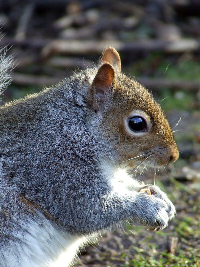 Grey Squirrel Side Portrait Feeding Stock Image - Image of animal ...