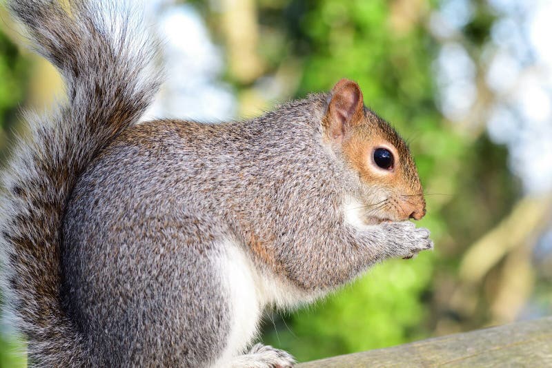 Grey Squirrel Sciurus Carolinensis Stock Photo - Image of fence, pest ...