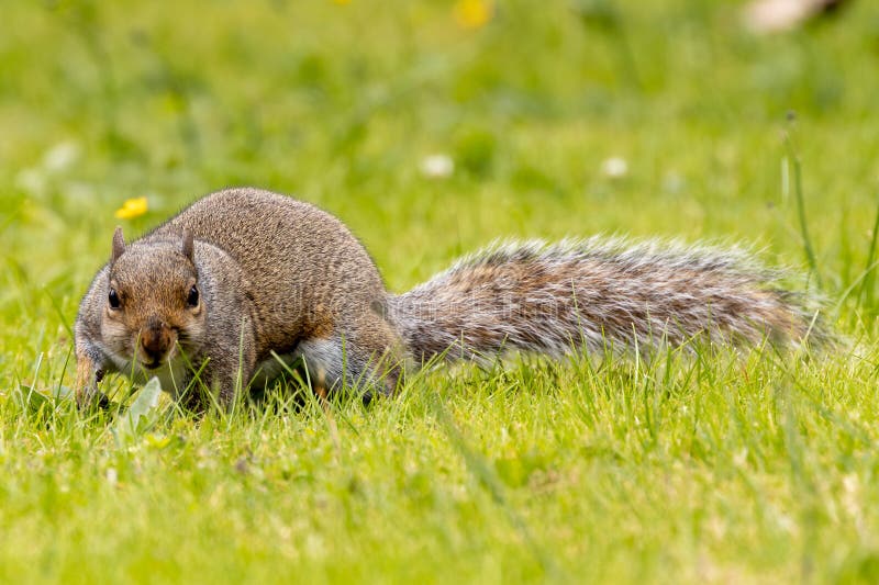 Grey Squirrel (Sciurus Carolinensis) Spotted in National Botanic ...