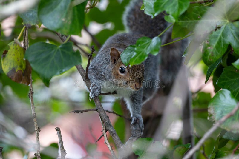 Grey Squirrel (Sciurus Carolinensis) Spotted in National Botanic ...