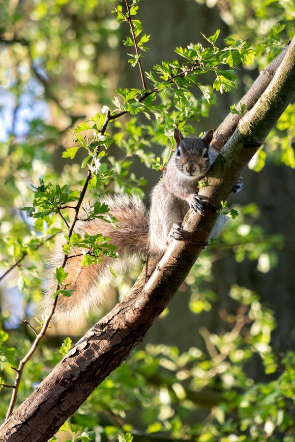 Grey Squirrel Watching from a Tree Stock Photo - Image of wildlife ...