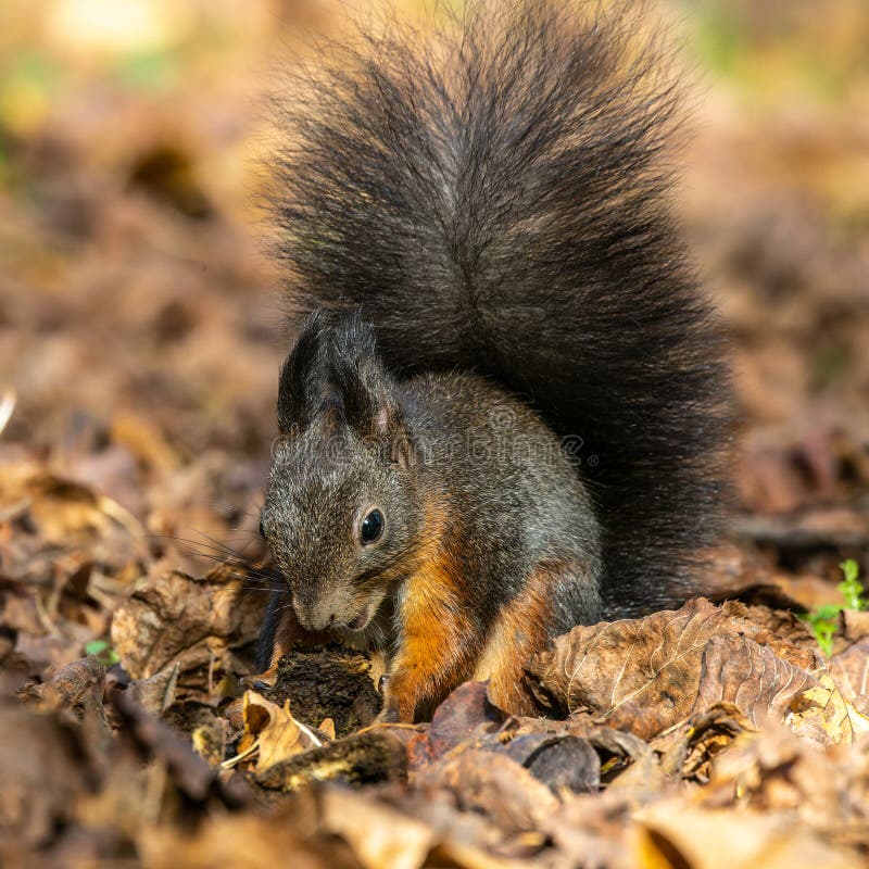 Grey Squirrel, Sciurus at Old North Cemetery of Munich, Germany Stock ...