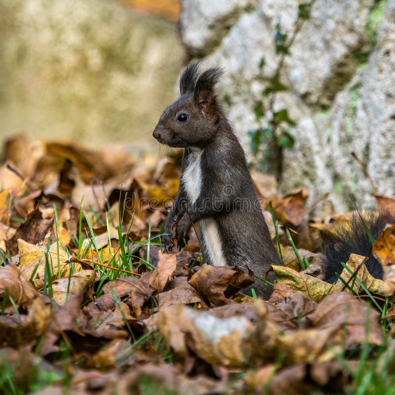 Grey Squirrel, Sciurus at Old North Cemetery of Munich, Germany Stock ...