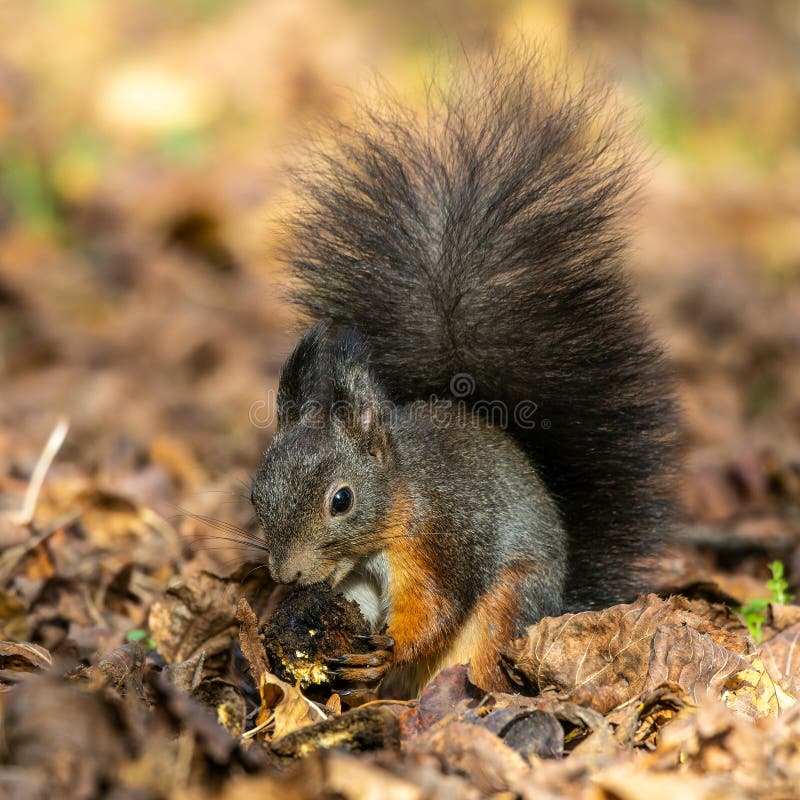 Grey Squirrel, Sciurus at Old North Cemetery of Munich, Germany Stock ...