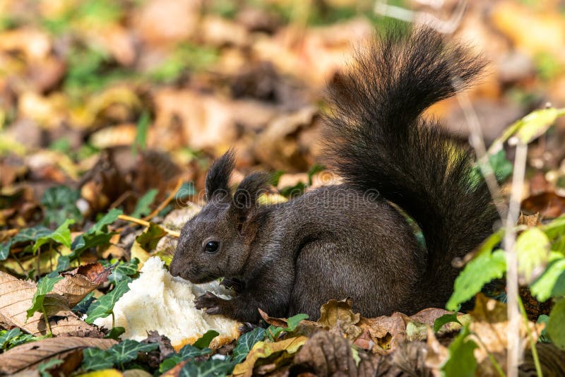 Grey Squirrel, Sciurus at Old North Cemetery of Munich, Germany Stock ...