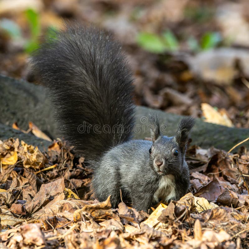 Grey Squirrel, Sciurus at Old North Cemetery of Munich, Germany Stock ...