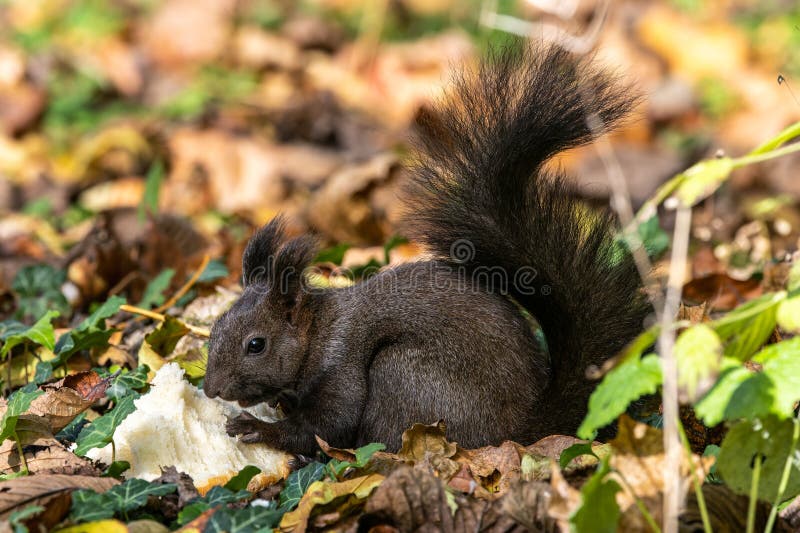 Grey Squirrel, Sciurus at Old North Cemetery of Munich, Germany Stock ...
