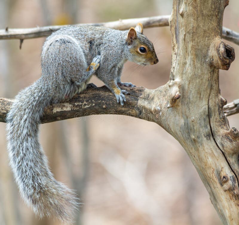 Squirrel Side View On The Grass Central Park New York City Usa Stock ...