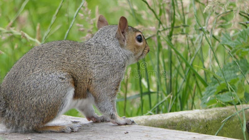 Grey Squirrel Searching for Food Stock Photo - Image of fungi, feeder ...
