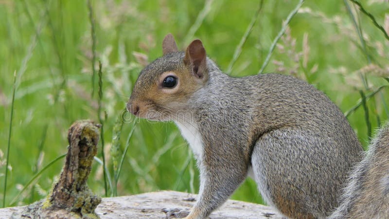Grey Squirrel Searching for Food Stock Image - Image of buried ...